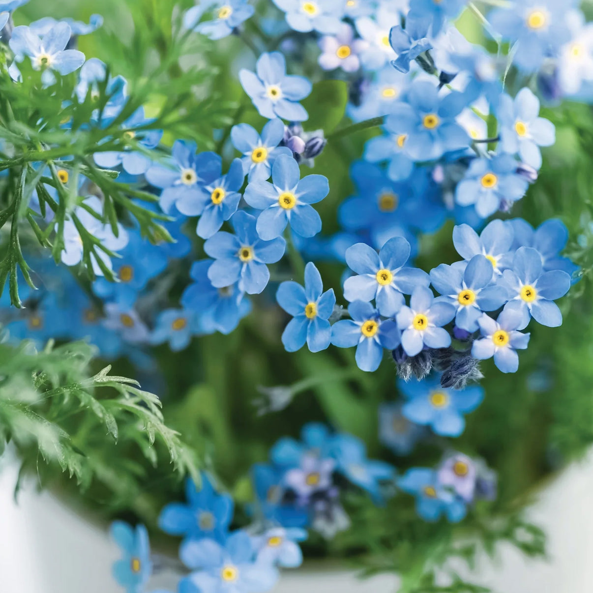 Forget-Me-Not Light Blue Flower Seeds | Outdoor Plants – Gardeners Dream