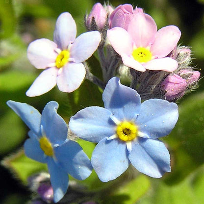 Forget-Me-Not Victoria Mix Flower Seeds | Outdoor Plants – Gardeners Dream