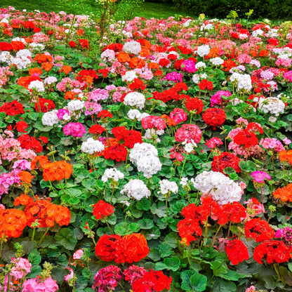 Geranium Cabaret Mixed F2 Flower Seeds | Outdoor Plants – Gardeners Dream