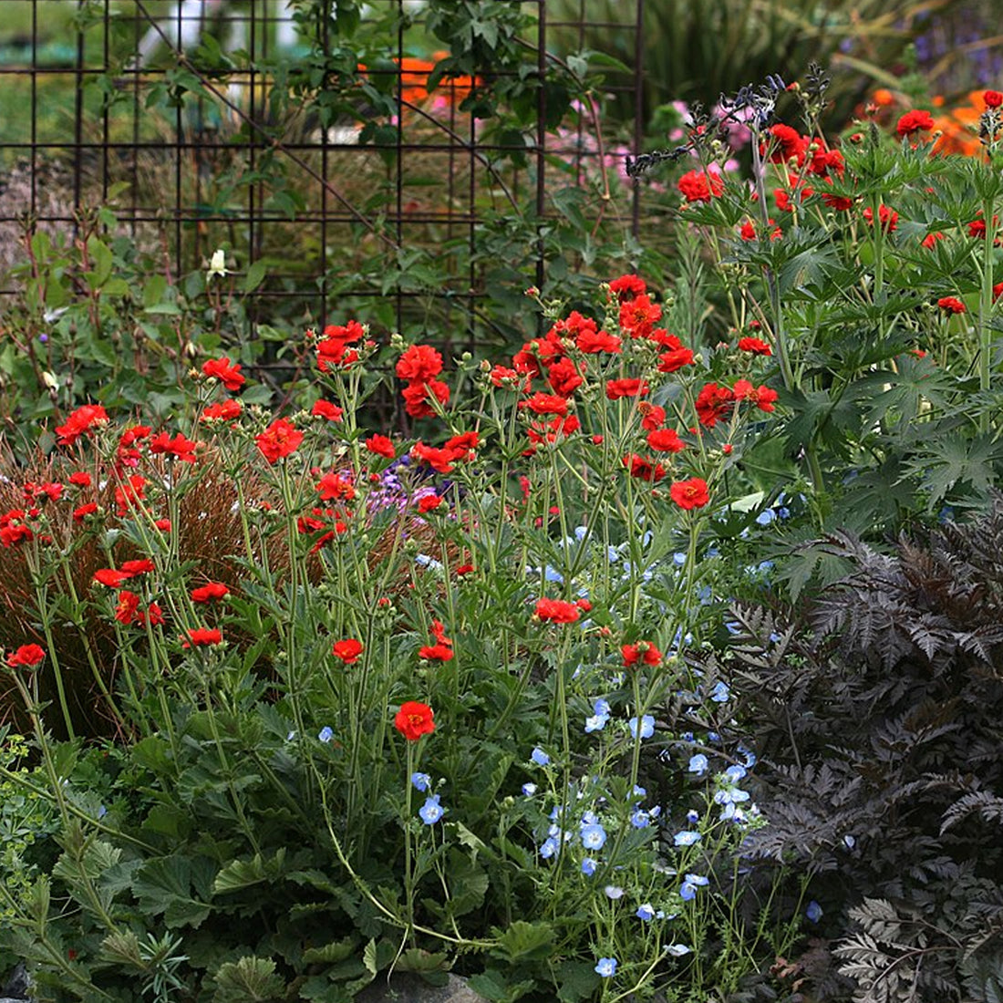 Geum Flora Plena Blazing Sunset Seeds | Outdoor Plants – Gardeners Dream