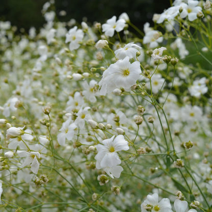 Gypsophila Covent Garden Flower Seeds | Outdoor Plants – Gardeners Dream
