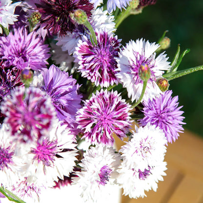 Cornflower Classic Magic Seeds | Annual | Free UK Delivery – Gardeners ...