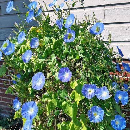 Ipomoea Heavenly Blue Flower Seeds | Morning Glory Plants – Gardeners Dream
