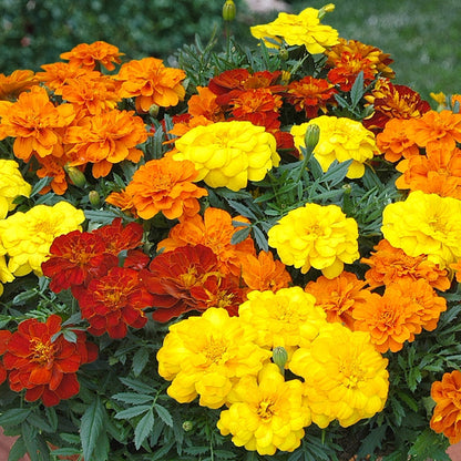 French Marigold Durango Mixed Flower Seeds | Outdoor Plants – Gardeners ...