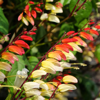 Mina Lobata Exotic Love Flower Seeds | Spanish Flag Plants – Gardeners ...