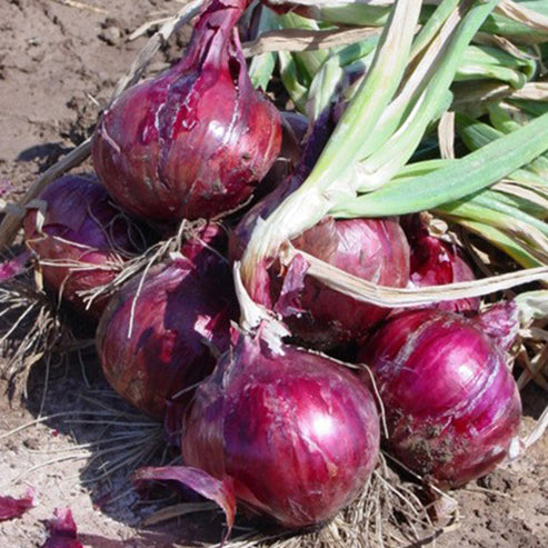 Red Tide F1 Onion Seeds | Grow Your Own | Free UK Delivery – Gardeners ...