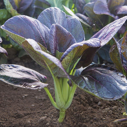 Pak Choi Red Choi F1 | Grow Your Own | Free UK Delivery – Gardeners Dream