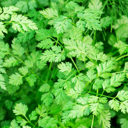 French Parsley Seeds | Grow Your Own | Free UK Delivery – Gardeners Dream