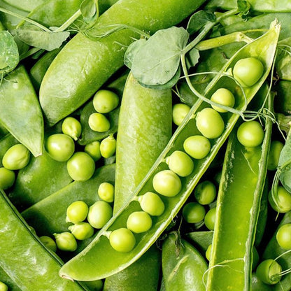 Meteor Pea Seeds | Hardy Annuals | Free UK Delivery – Gardeners Dream