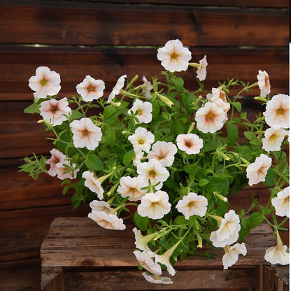 Petunia Hybrida Multiflora Ingrid F1 | Grow Your Own | Free UK Delivery ...