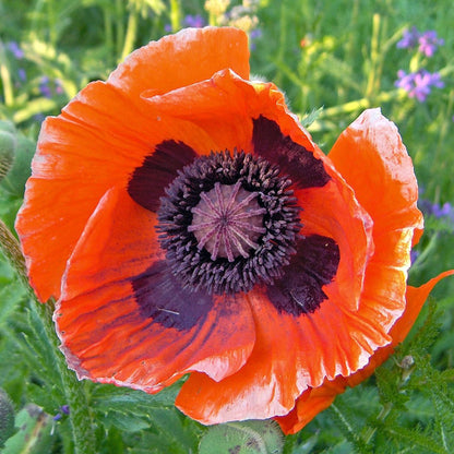 Poppy Brilliant | Grow Your Own | Free UK Delivery – Gardeners Dream
