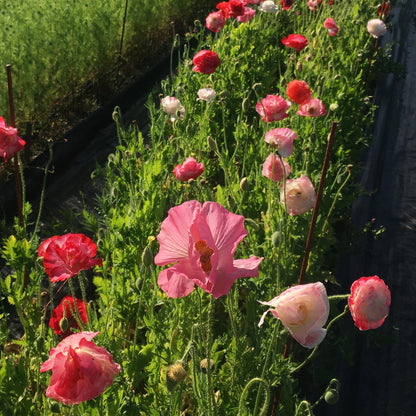 Poppy Falling In Love | Grow Your Own | Free UK Delivery – Gardeners Dream