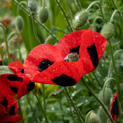 Poppy Ladybird | Grow Your Own | Free UK Delivery – Gardeners Dream