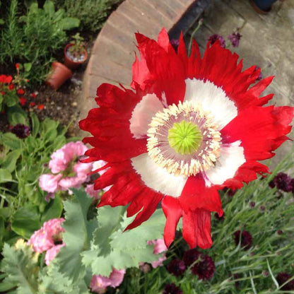 Poppy Victoria Cross | Grow Your Own | Free UK Delivery – Gardeners Dream