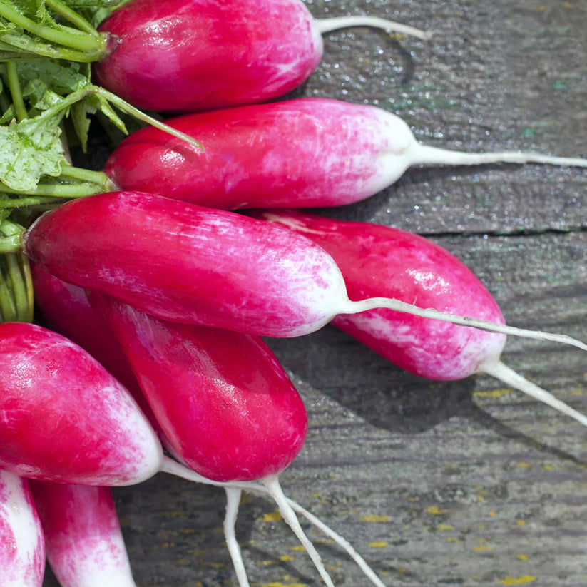Radish French Breakfast 3 | Grow Your Own | Free UK Delivery ...