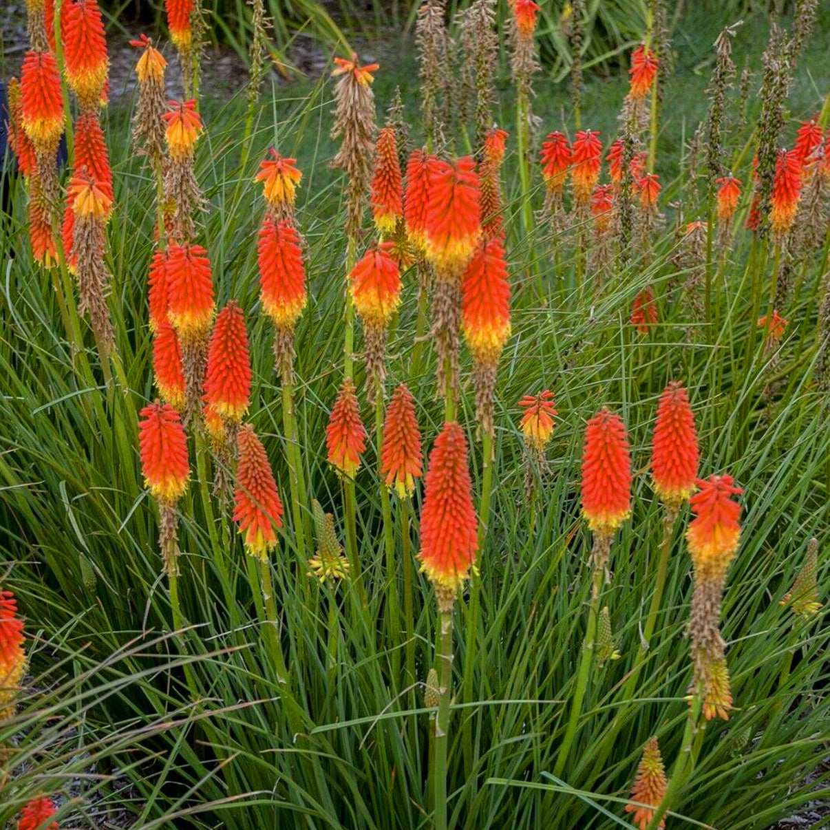 Kniphofia Red Hot Poker Flower Seeds | Outdoor Plants – Gardeners Dream