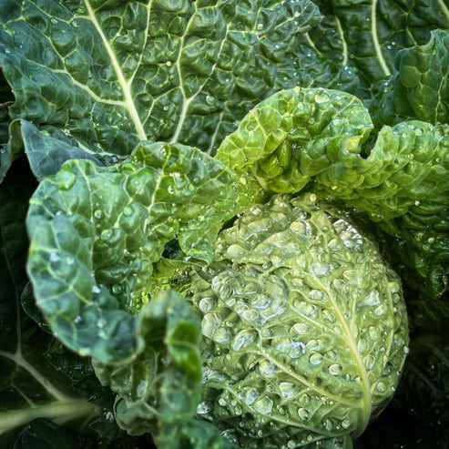 Vertus Savoy Cabbage Seeds | Winter Veg | Free UK Delivery – Gardeners ...