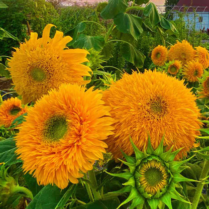 Sunflower Double Sun King | Grow Your Own | Free UK Delivery ...