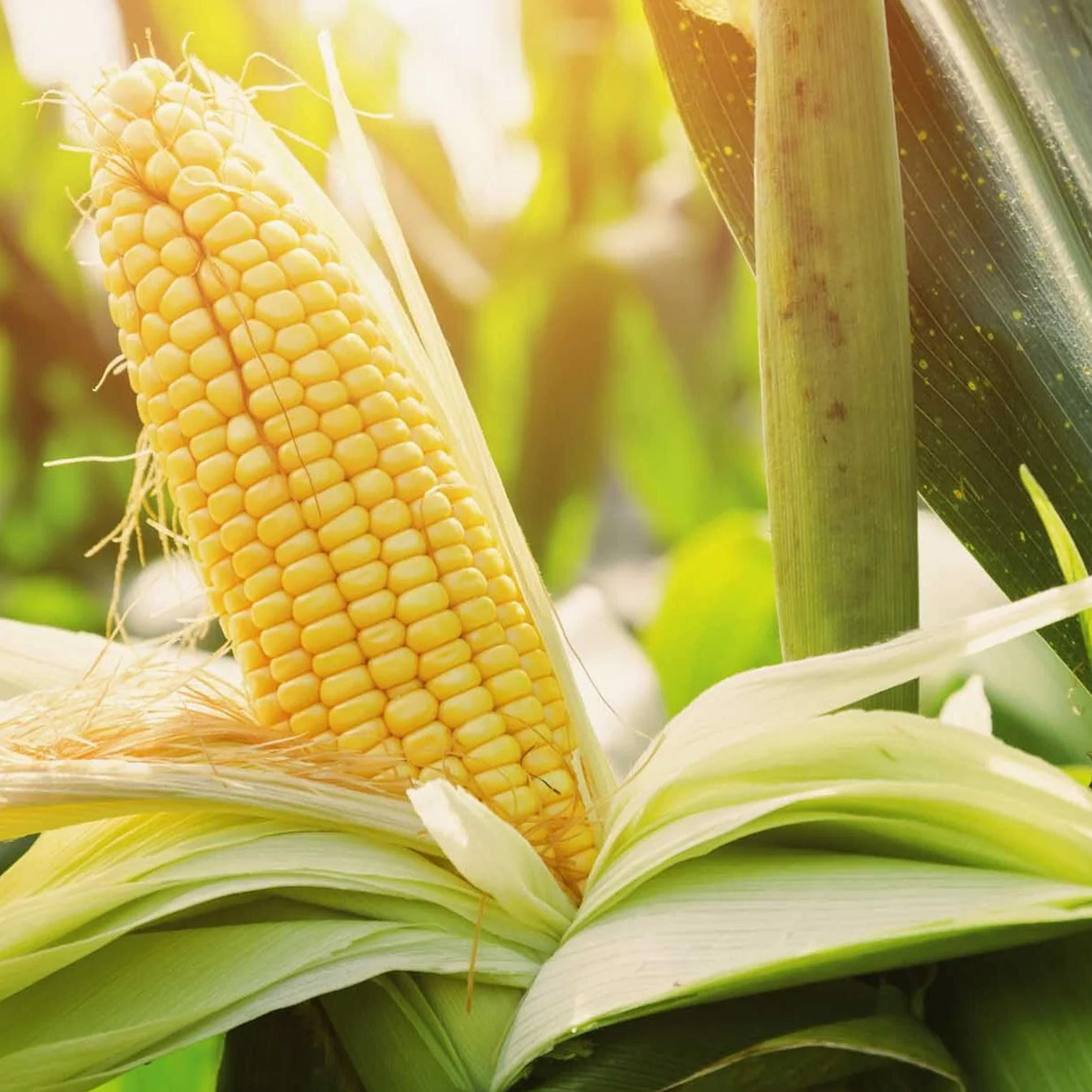 Sweet Corn Goldcrest F1 | Grow Your Own | Free UK Delivery – Gardeners ...