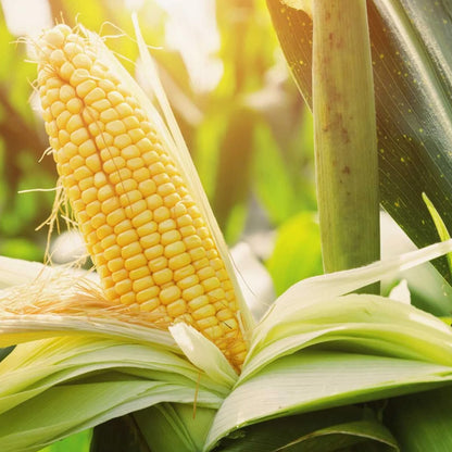 Sweet Corn Goldcrest F1 | Grow Your Own | Free UK Delivery – Gardeners ...