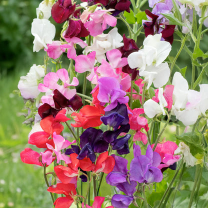 Sweet Pea Perfume Delight | Grow Your Own | Free UK Delivery ...