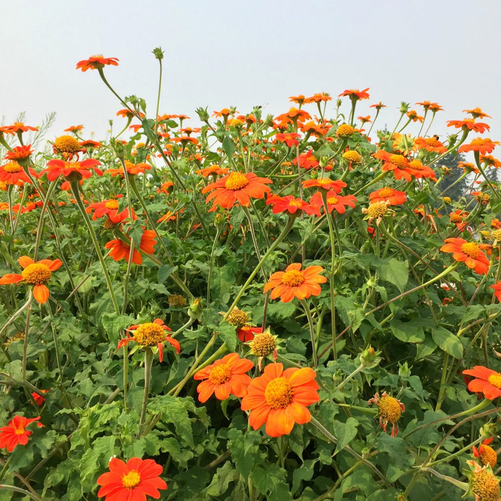 Tithonia Torch | Grow Your Own | Free UK Delivery – Gardeners Dream