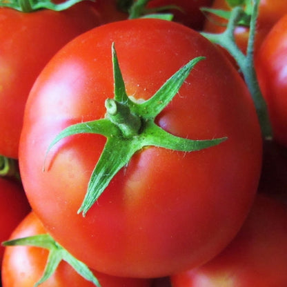 Tomato Shirley F1 Seeds | Grow Your Own | Free UK Delivery – Gardeners ...