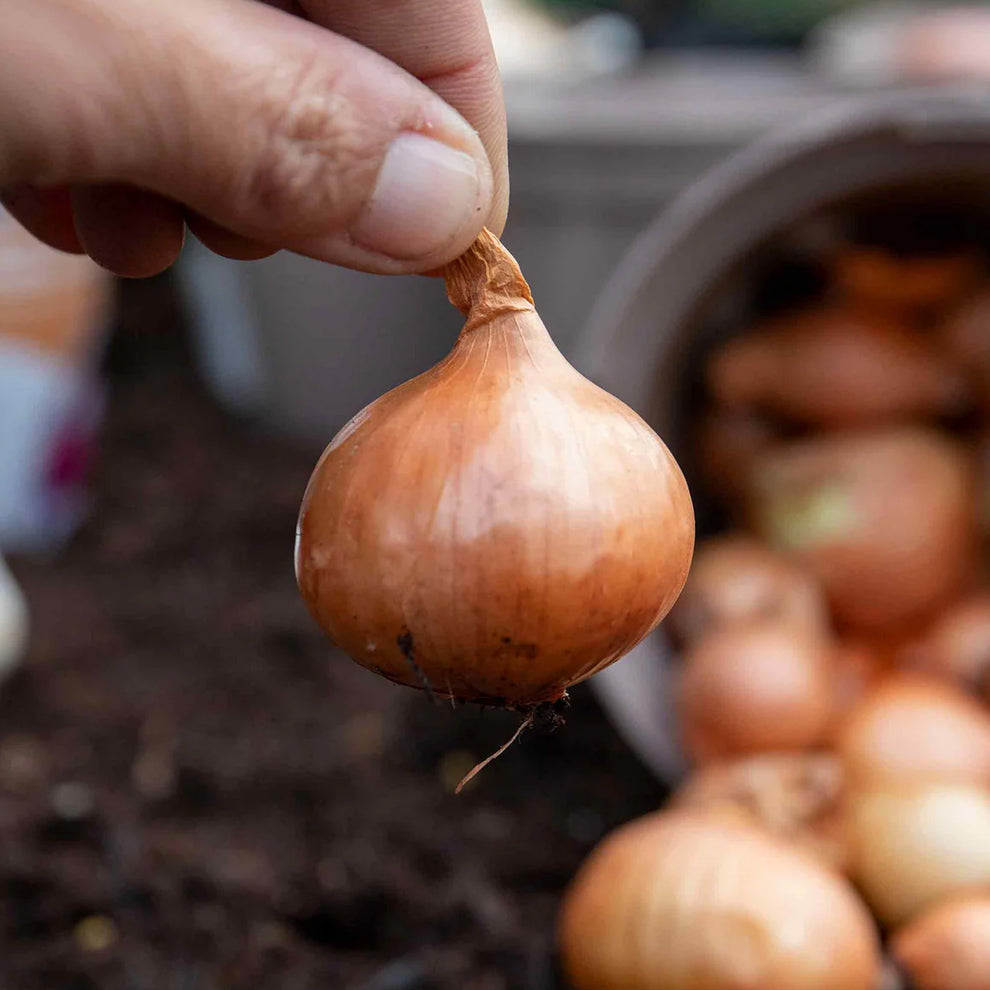 Shallot Golden Gourmet Sets - Grow Your Own Vegetables – Gardeners Dream