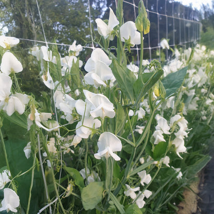 Sweet Pea 'White Ensign' | Free UK Delivery Over £50 – Gardeners Dream