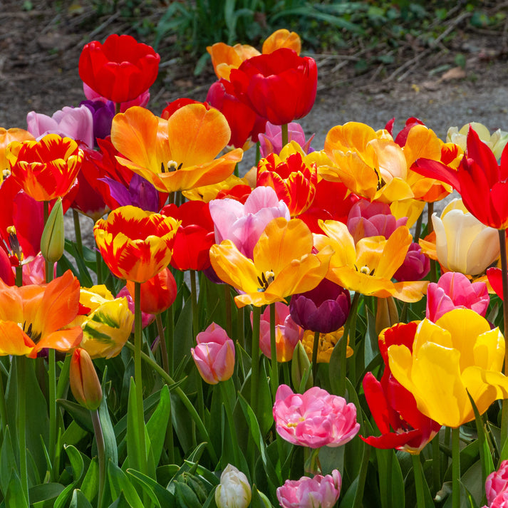 Tulip Garden Mix - Darwin Hybrid | Tulip Garden Mix – Gardeners Dream