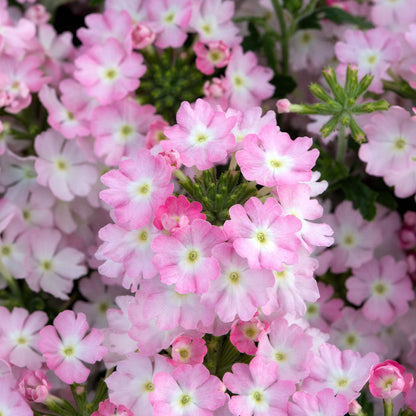 Verbena Light Pink Basket Plants – Gardeners Dream