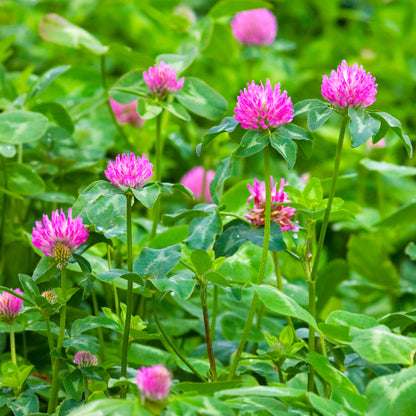 Premium Mixed Clover Seed | Lawn Seed – Gardeners Dream