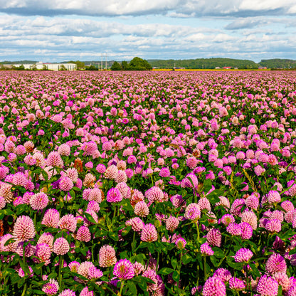 Premium Red Clover Seed | Lawn Seed – Gardeners Dream