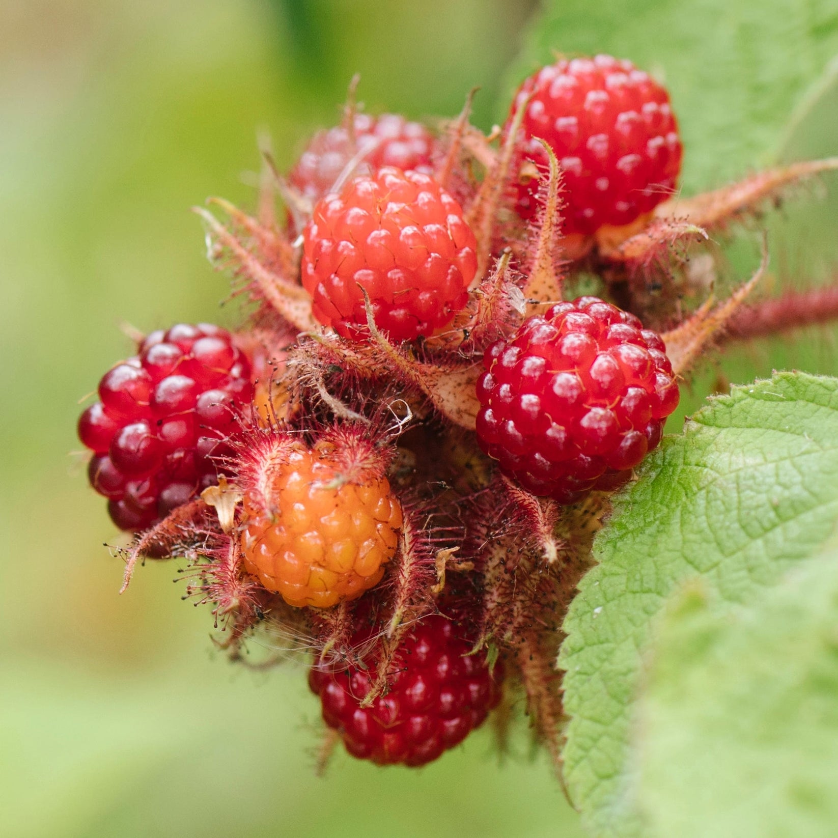 Wineberry | Wineberry – Gardeners Dream