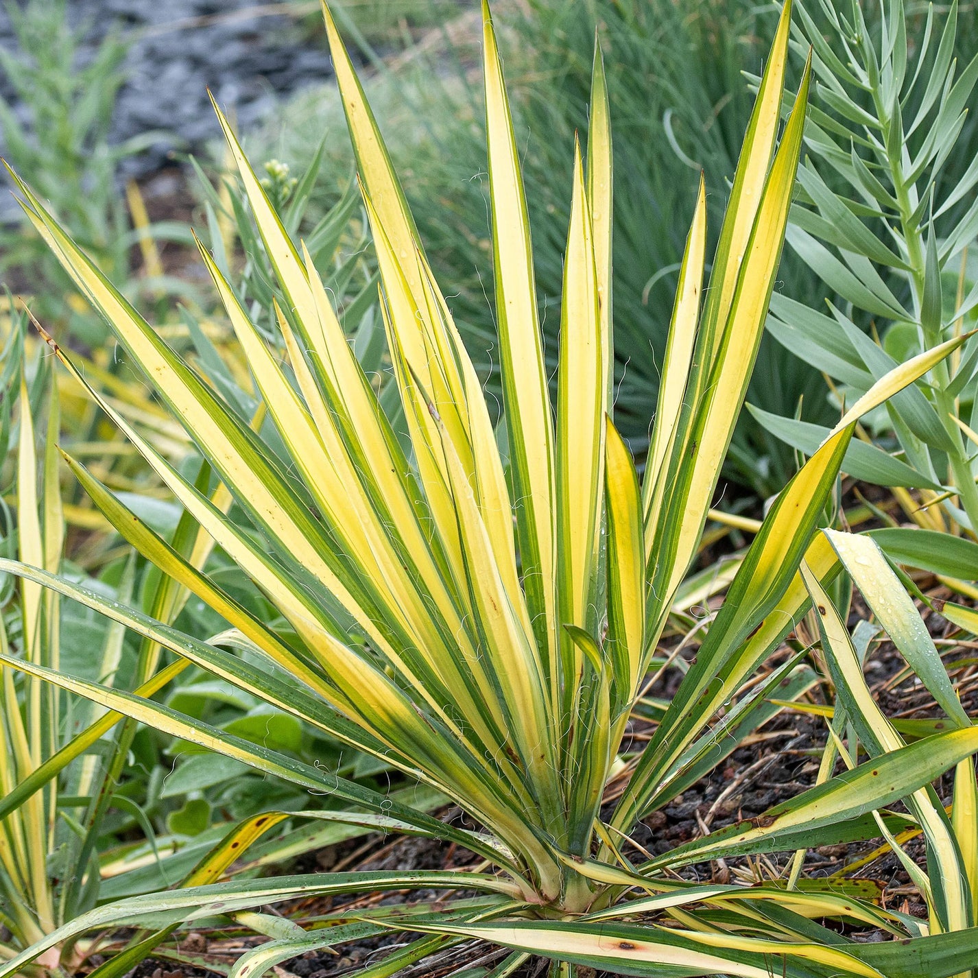 Yucca 'Bright Edge' | Needle Palm – Gardeners Dream
