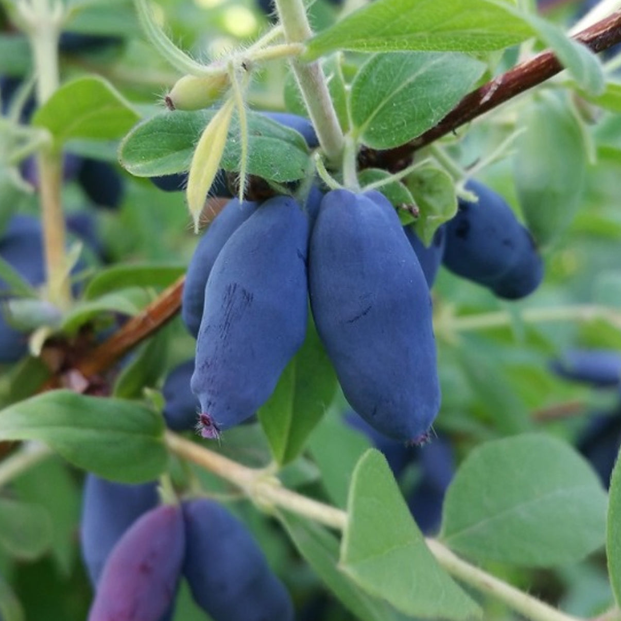 Honeyberry 'Strawberry Sensation' | Honeyberry – Gardeners Dream
