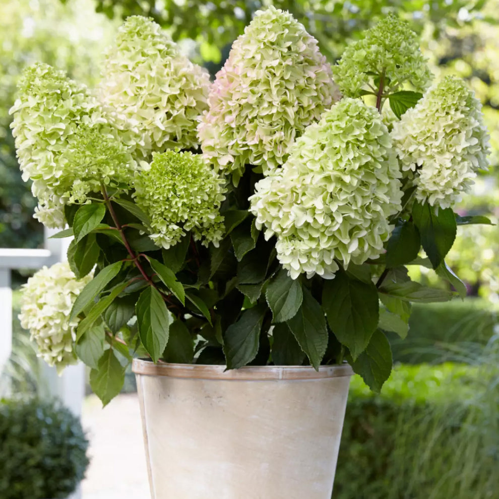 Hydrangea 'Little Fresco' | Panicle Hydrangea – Gardeners Dream