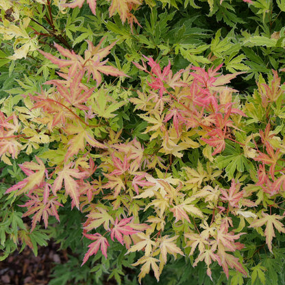 Acer palmatum Metamorphosa Tree | Japanese Maple | Free UK Delivery ...