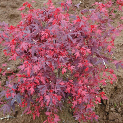 Acer palmatum Hime-Shojo Tree | Japanese Maple | Free UK Delivery Over ...
