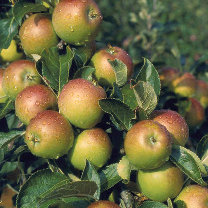 Apple 'Cox's Orange Pippin' | Apple Tree – Gardeners Dream