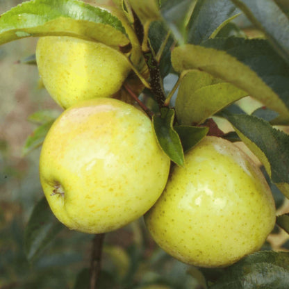 Apple 'Golden Delicious' | Apple Tree – Gardeners Dream