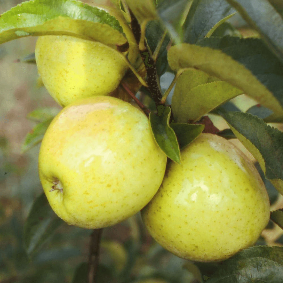 Apple 'Golden Delicious' | Apple Tree – Gardeners Dream