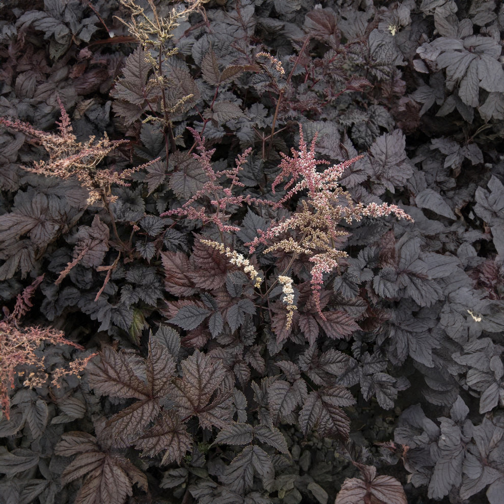 Astilbe 'Chocolate Shogun' | False Goat's Beard – Gardeners Dream