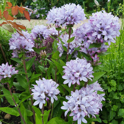 Campanula 'Caroline' | Clustered Bellflower – Gardeners Dream