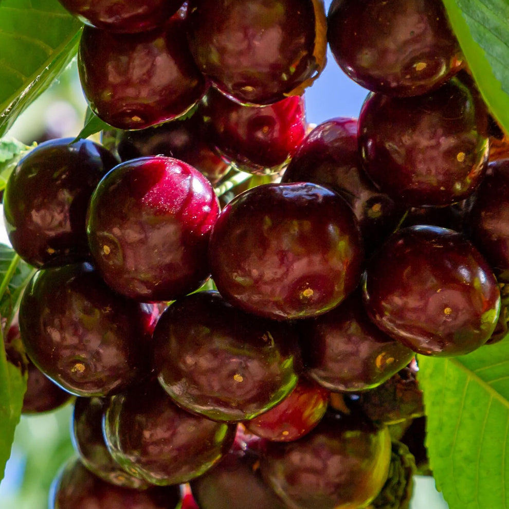 Cherry Duo | Cherry Tree – Gardeners Dream