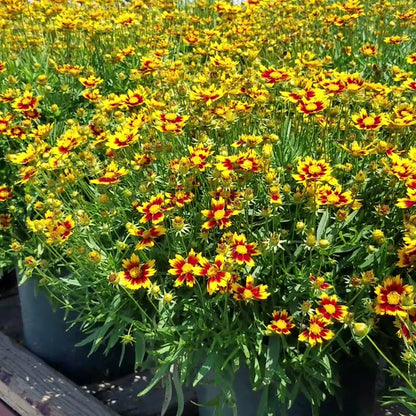 Coreopsis 'Little Bang Daybreak' | Tickseed – Gardeners Dream
