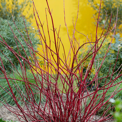 Cornus 'Miracle' | Dogwood – Gardeners Dream