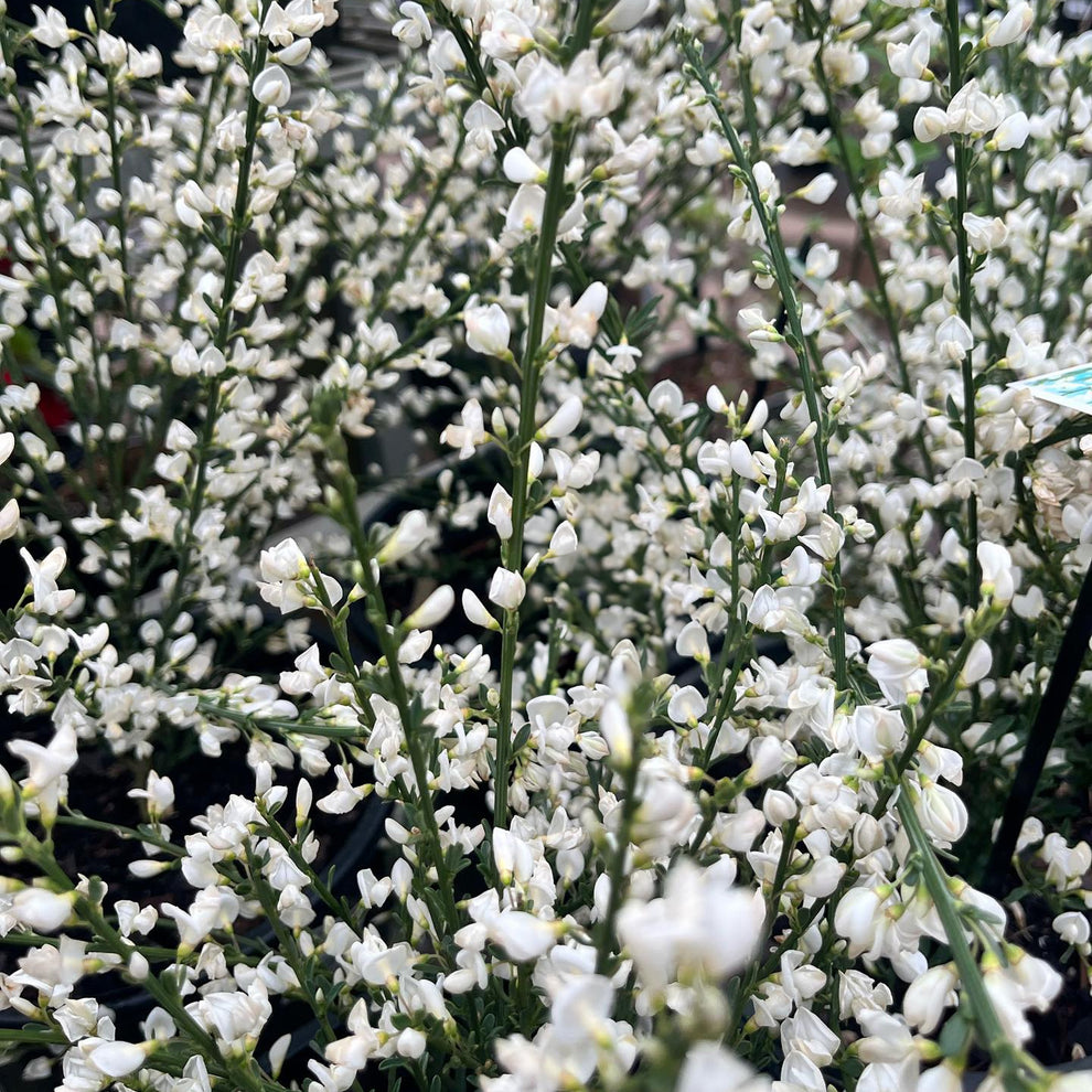 Cytisus 'White Lion' | Broom Plant – Gardeners Dream