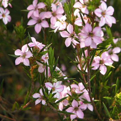 Diosma 'Pink Fountain' | Confetti Bush – Gardeners Dream