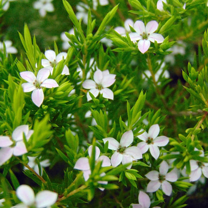 Diosma 'Sunset Gold' | Confetti Bush – Gardeners Dream